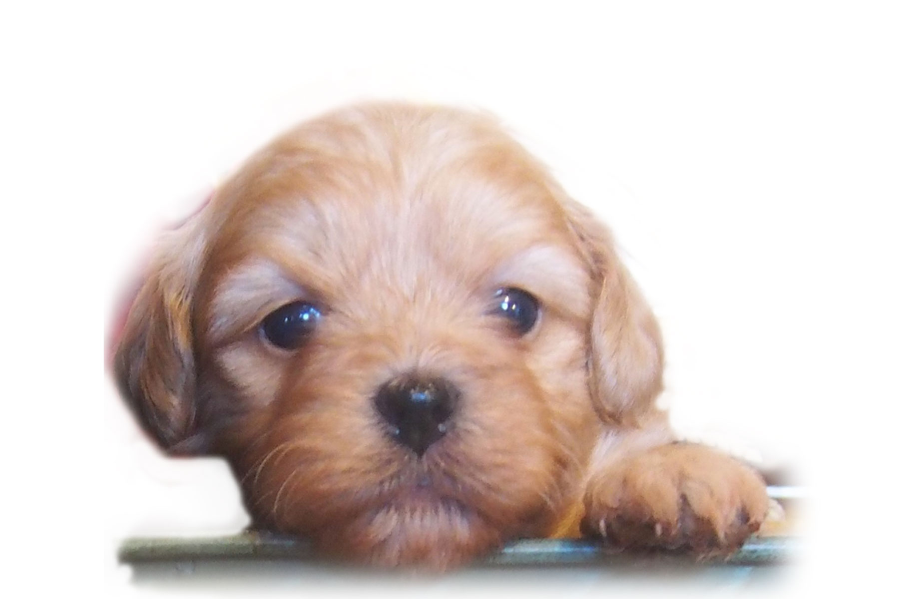 Angels Shih poo Puppies Nursery