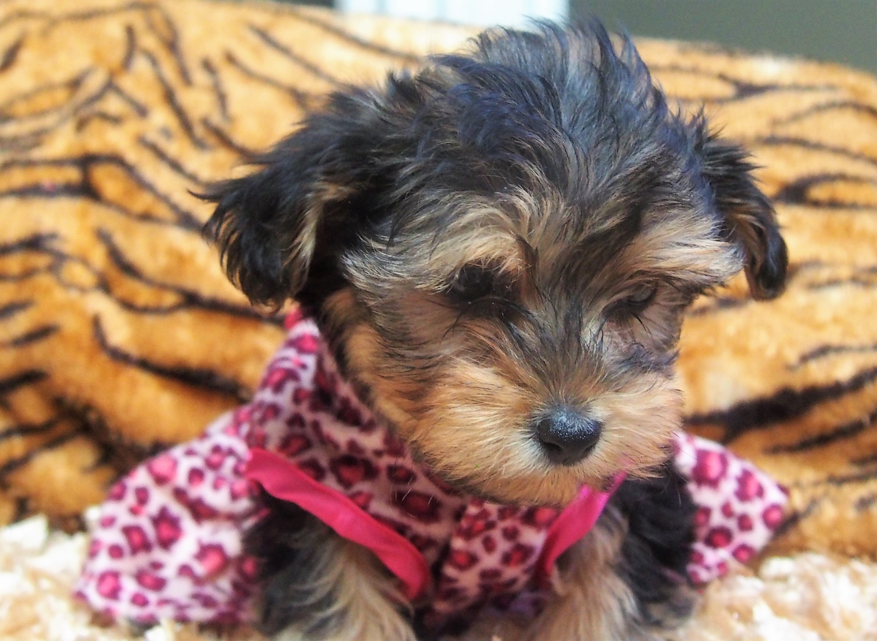 Angels Yorkipoo Puppies Nursery