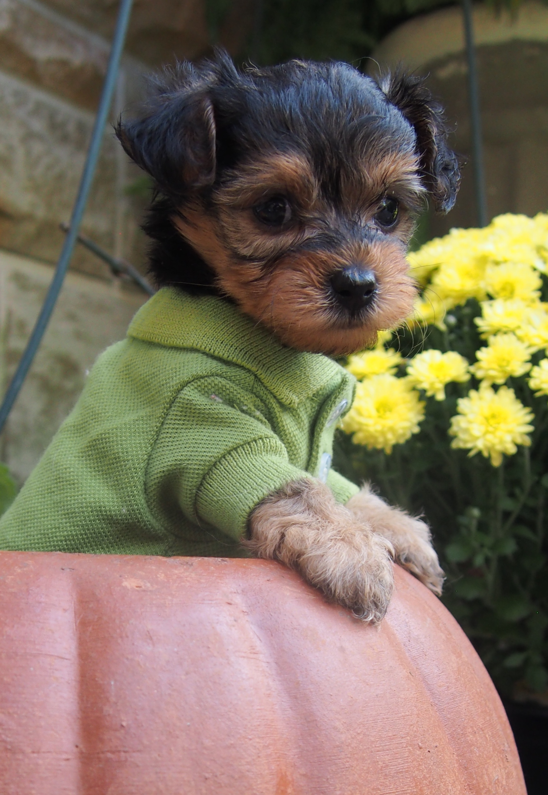 Angels Yorkipoo Puppies Nursery