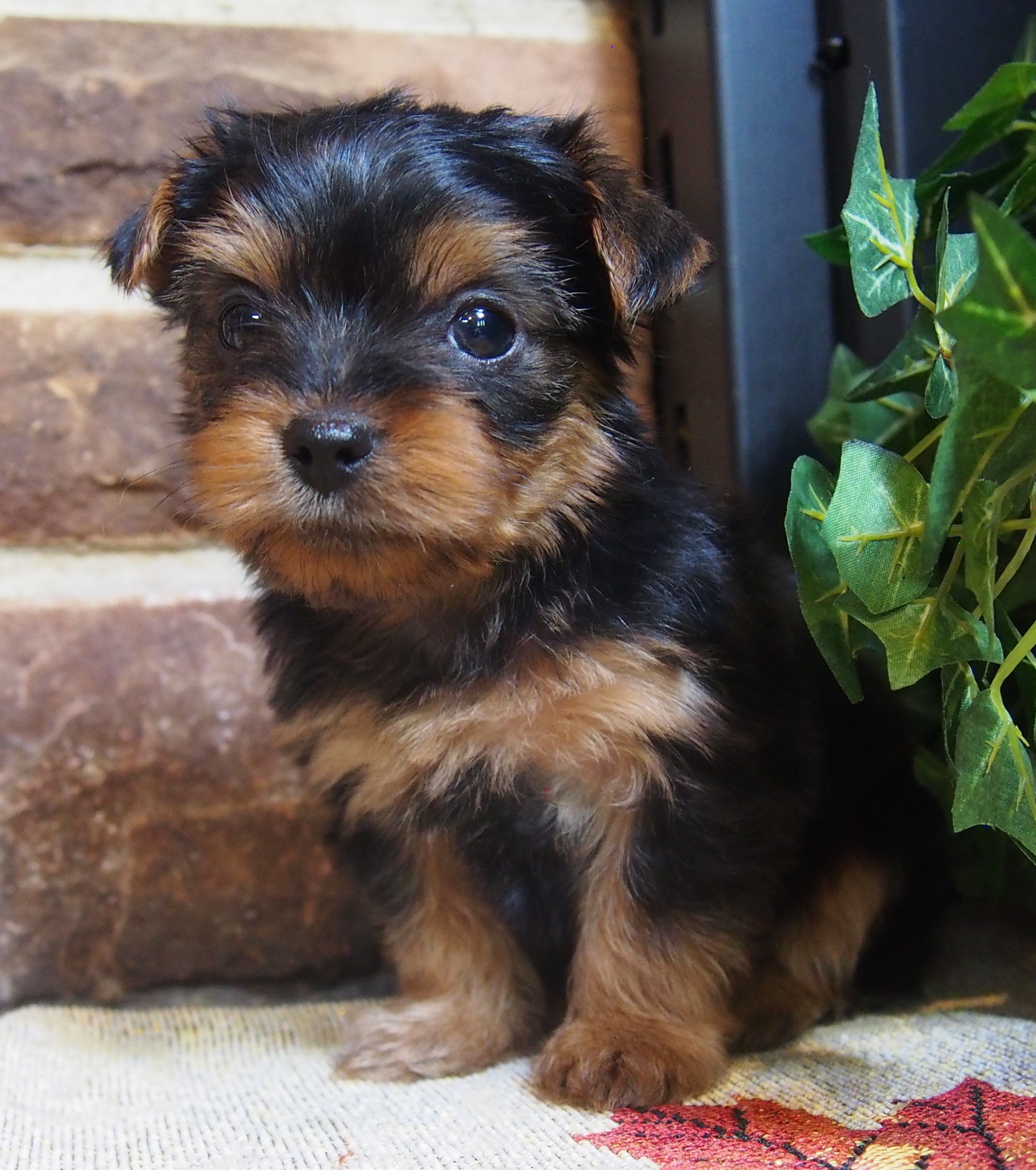 What Is A Teddy Bear Yorkie