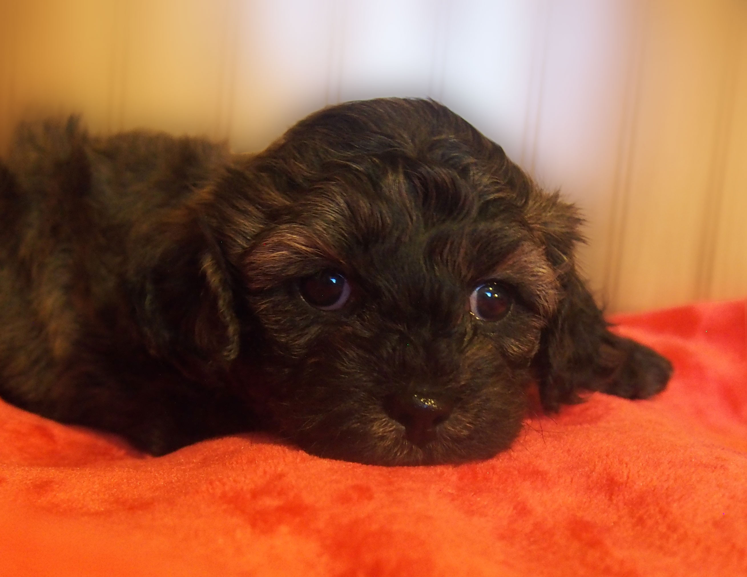 Angels Shih poo Puppies Nursery