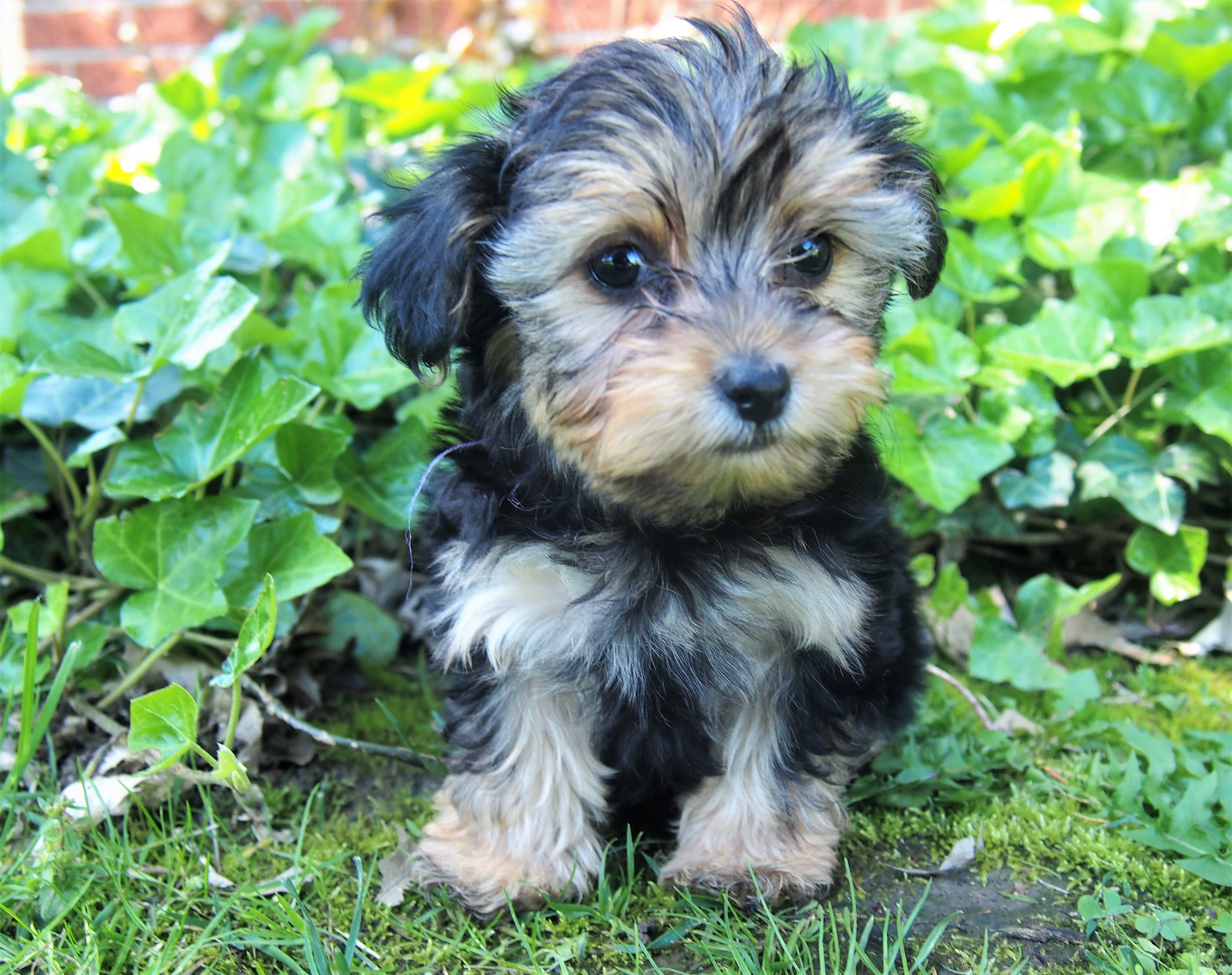 Angels Yorkipoo Puppies Nursery