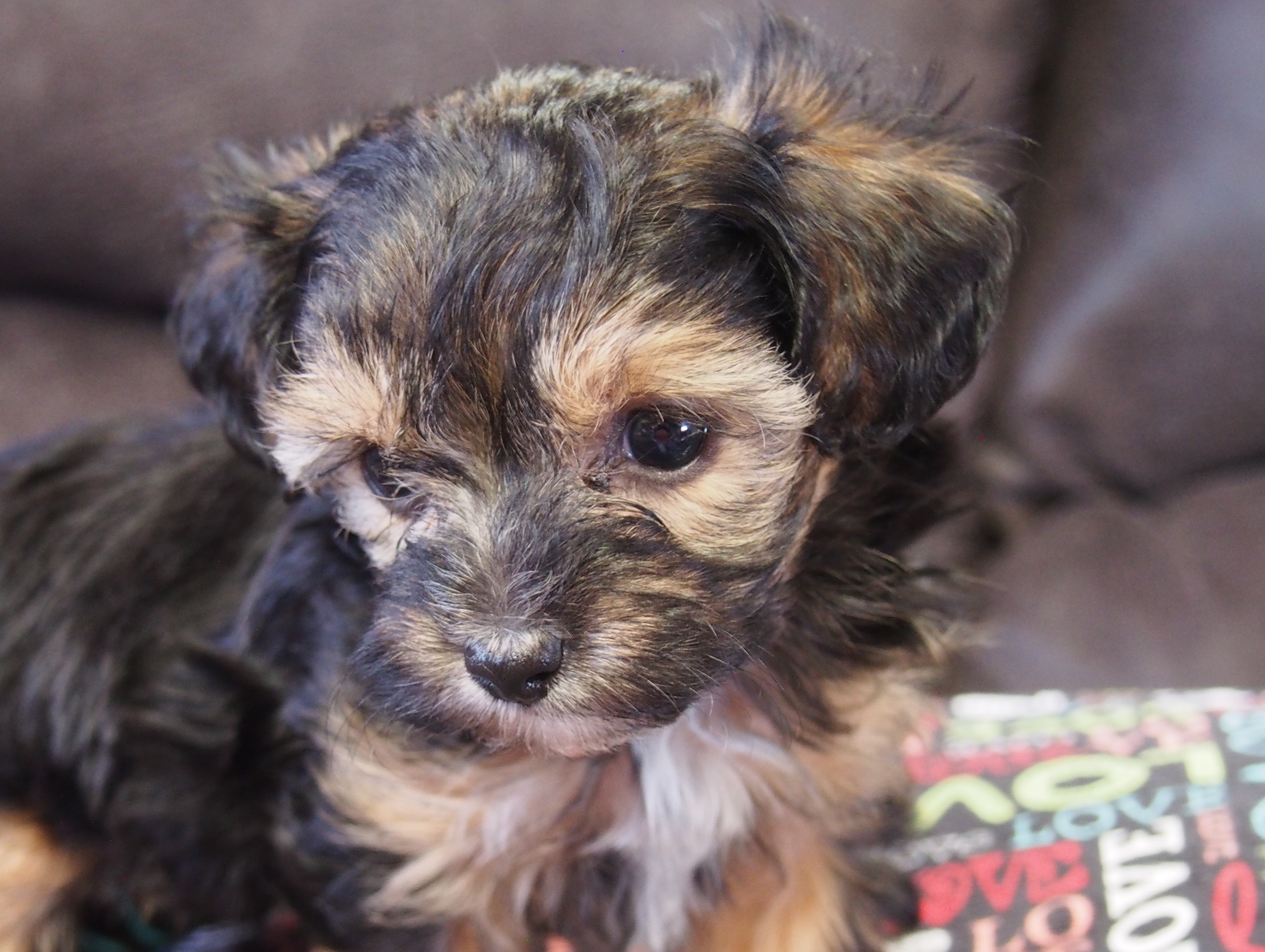Angels Yorkipoo Puppies Nursery