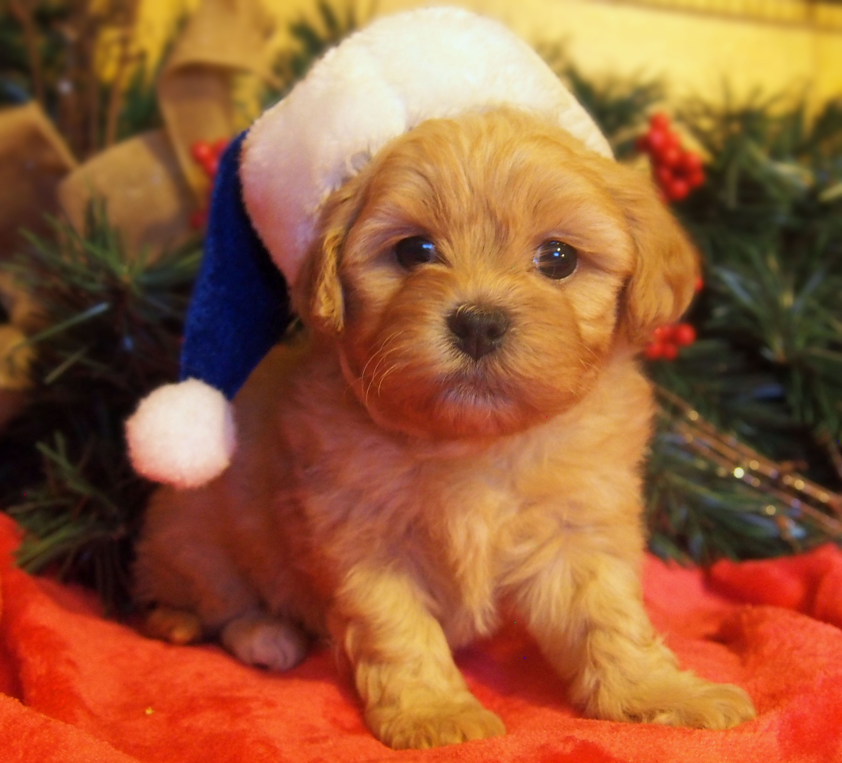 Angels Shih poo Puppies Nursery