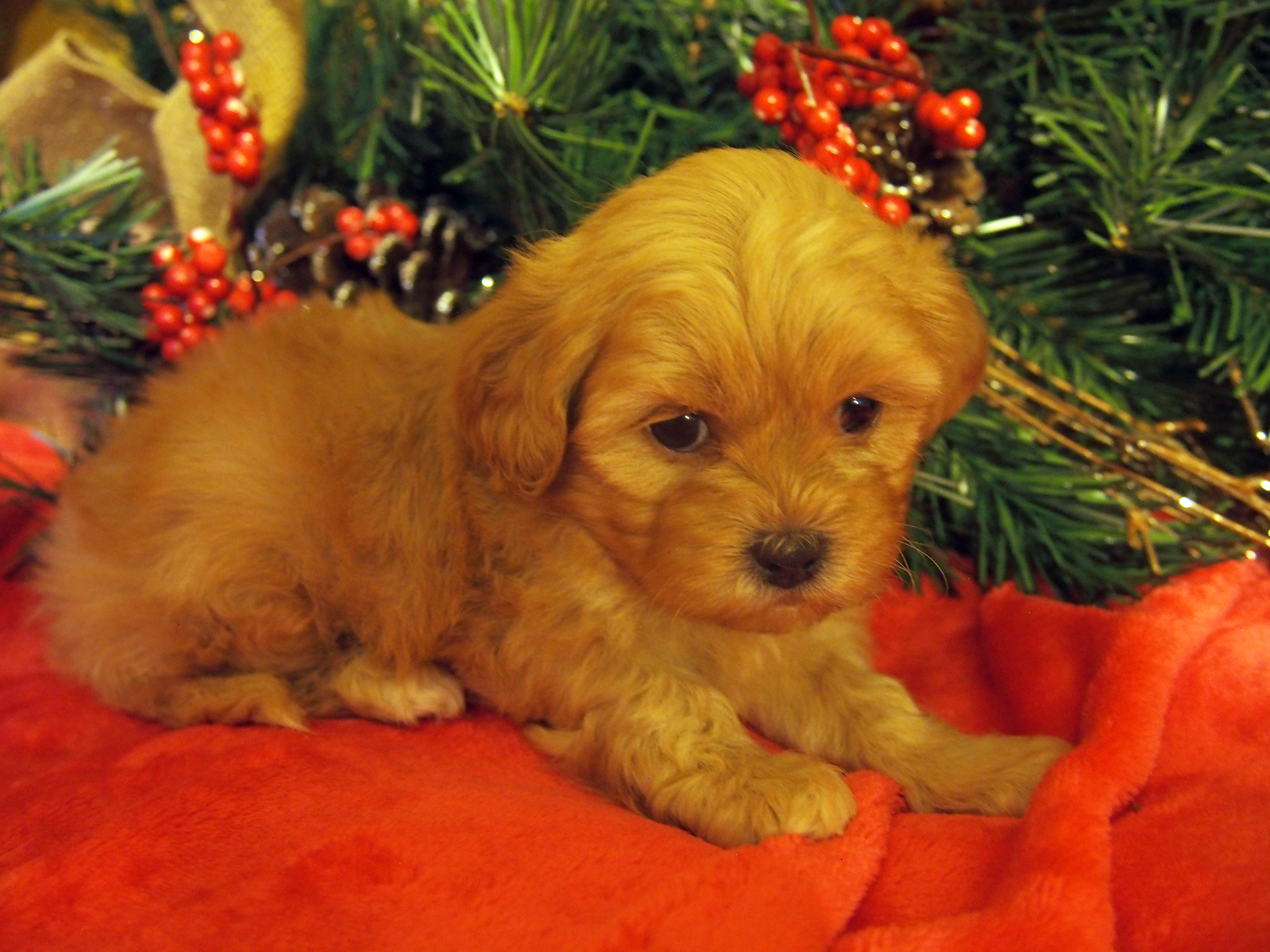 Angels Shih poo Puppies Nursery