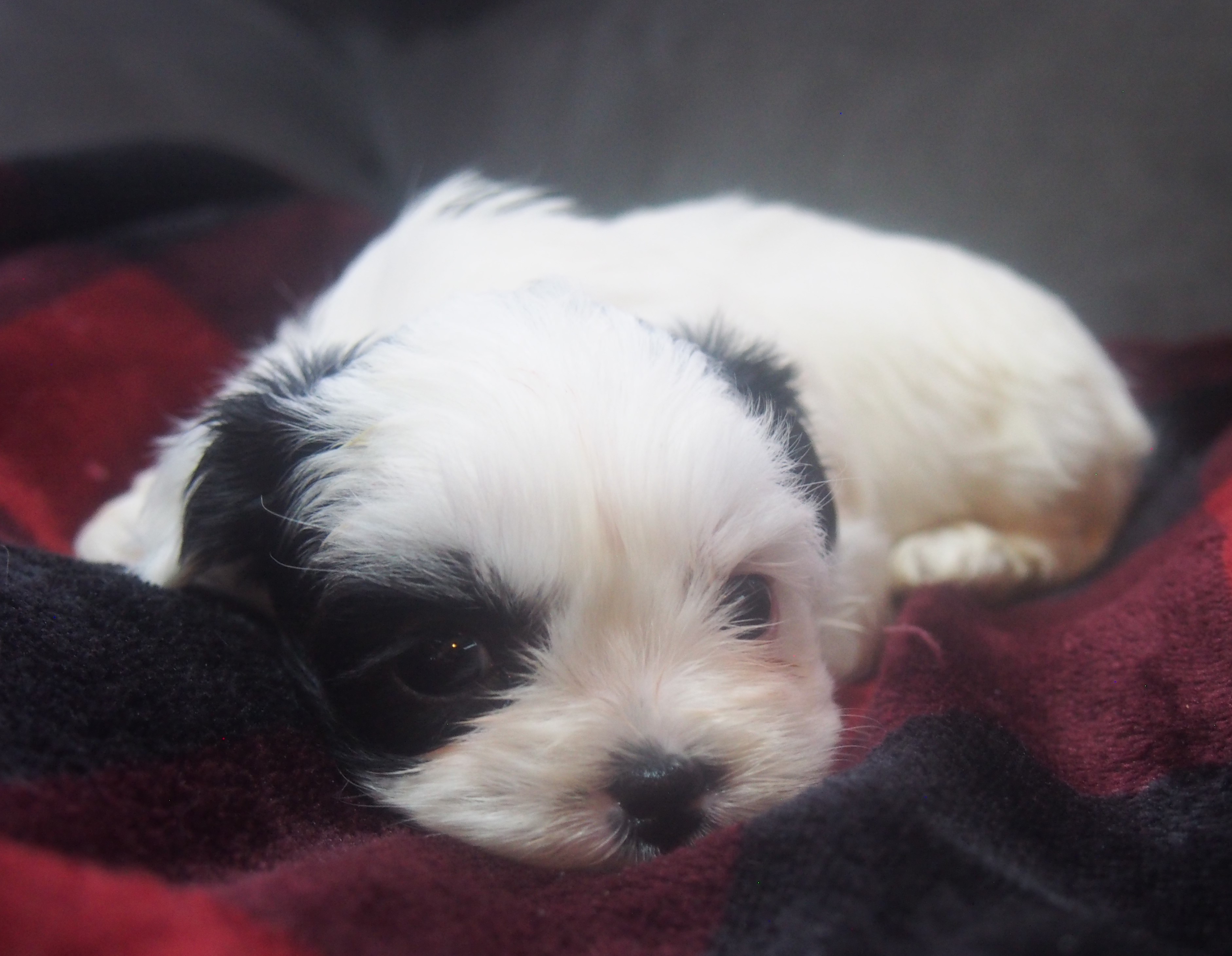 Angels Yorkies & Designer Puppies