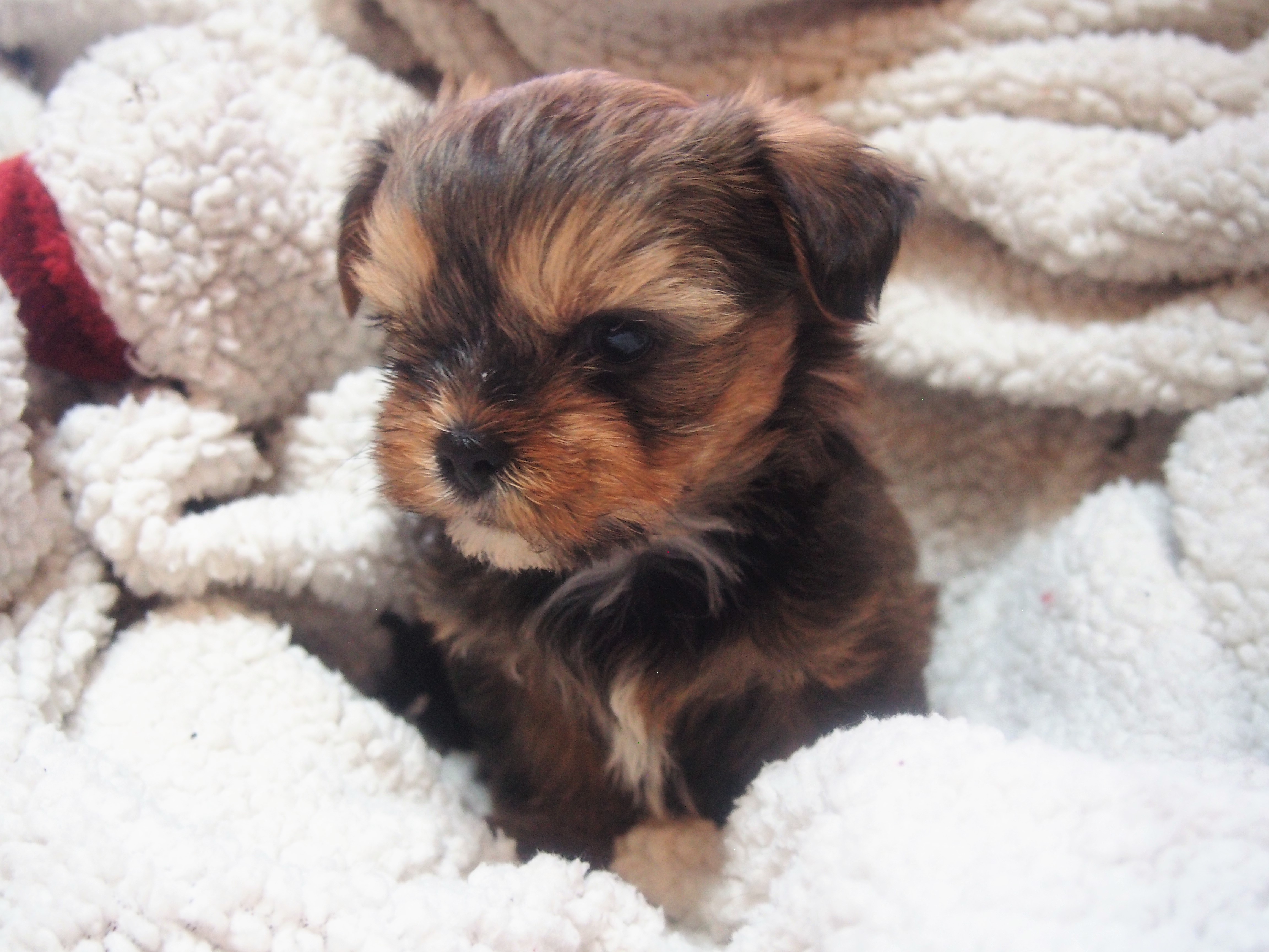 Angels Yorkies & Designer Puppies