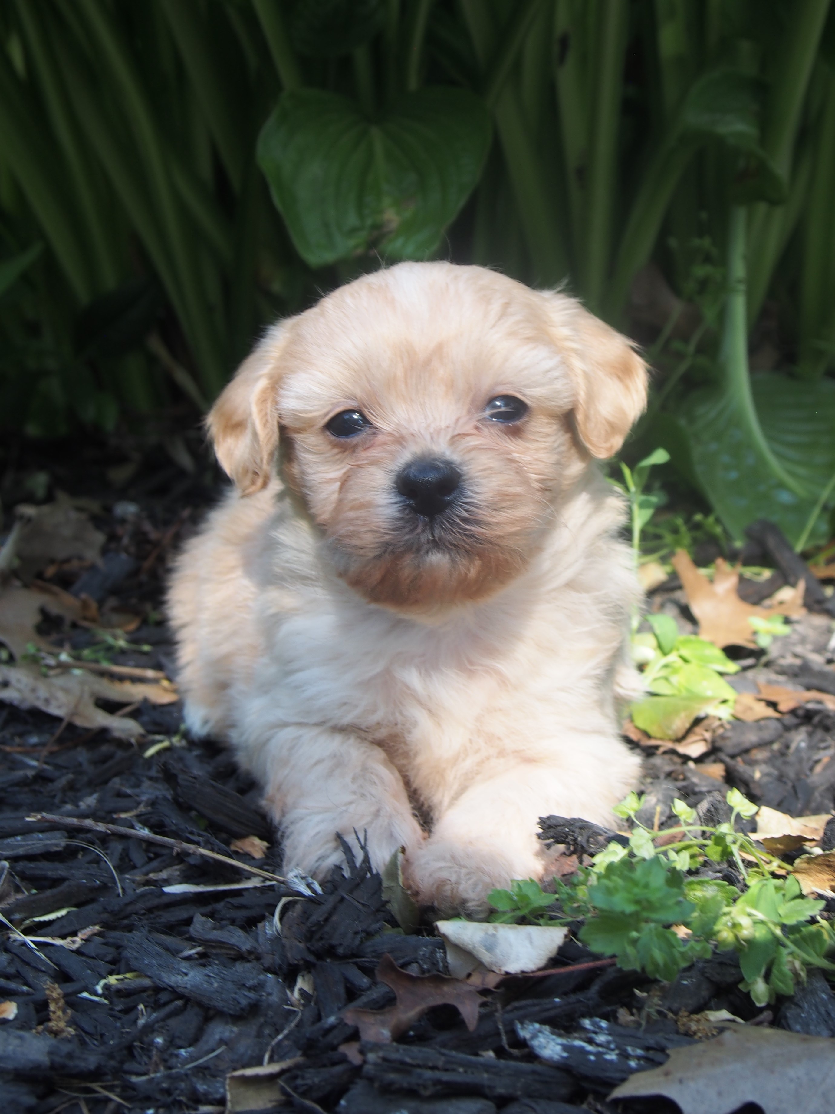Angels Shih poo Puppies Nursery