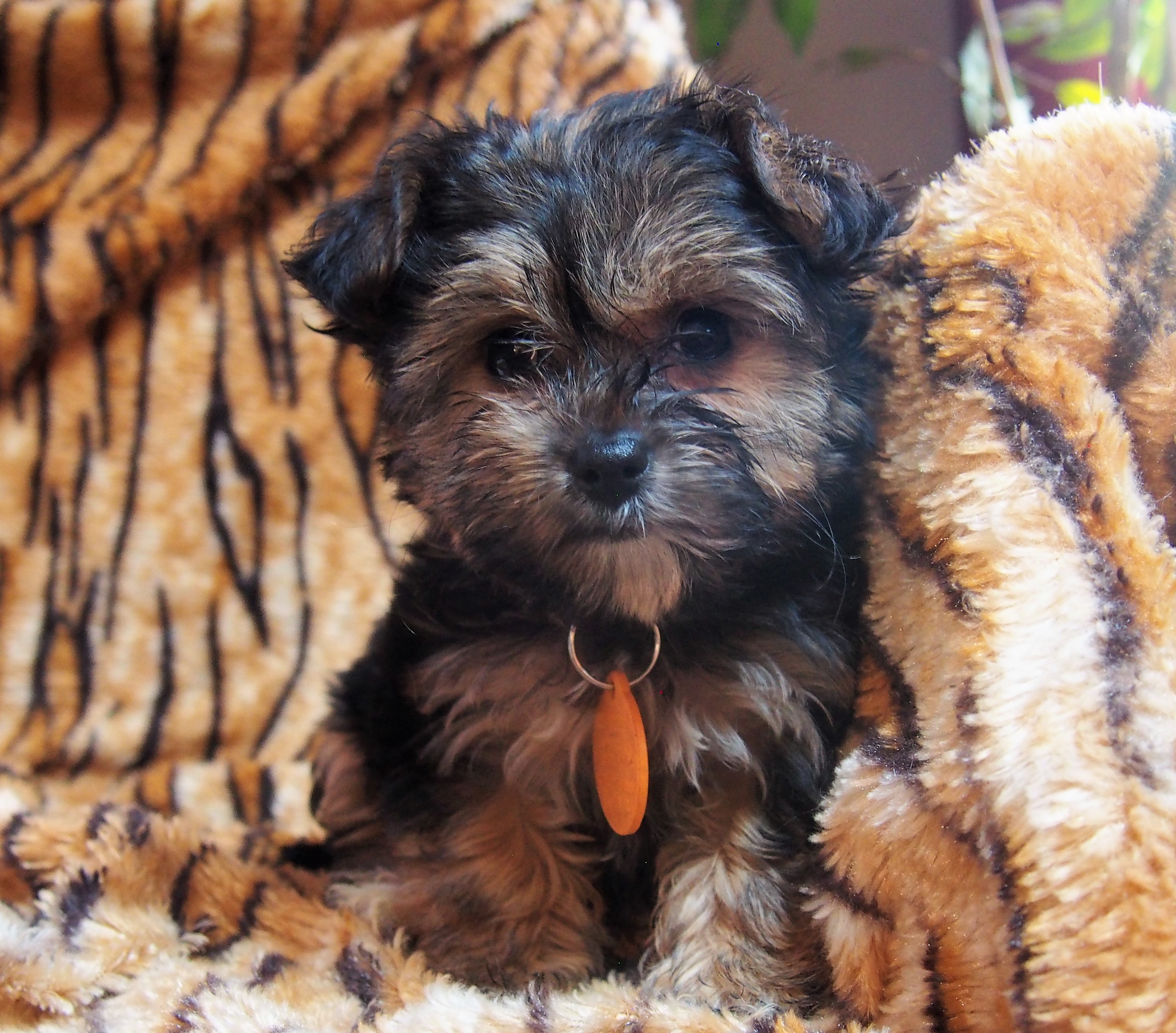 Angels Yorkipoo Puppies Nursery