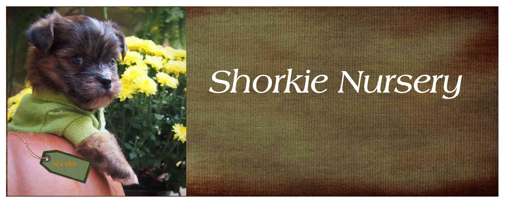 Do Shorkie Puppies Shed