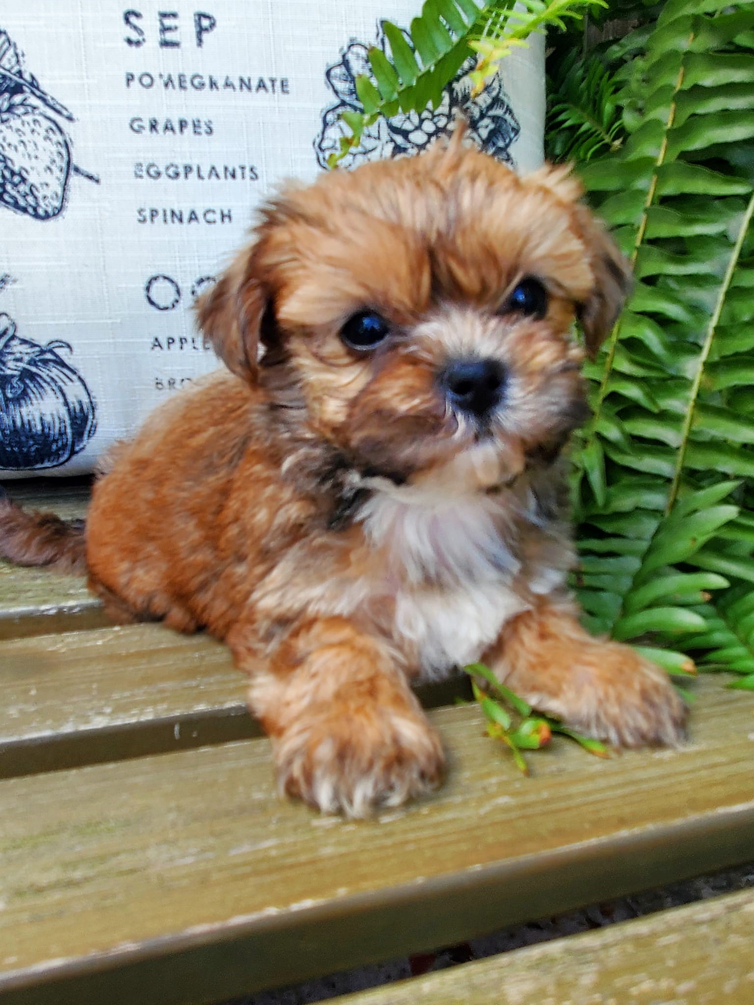 Angels Shorkies Puppies Nursery