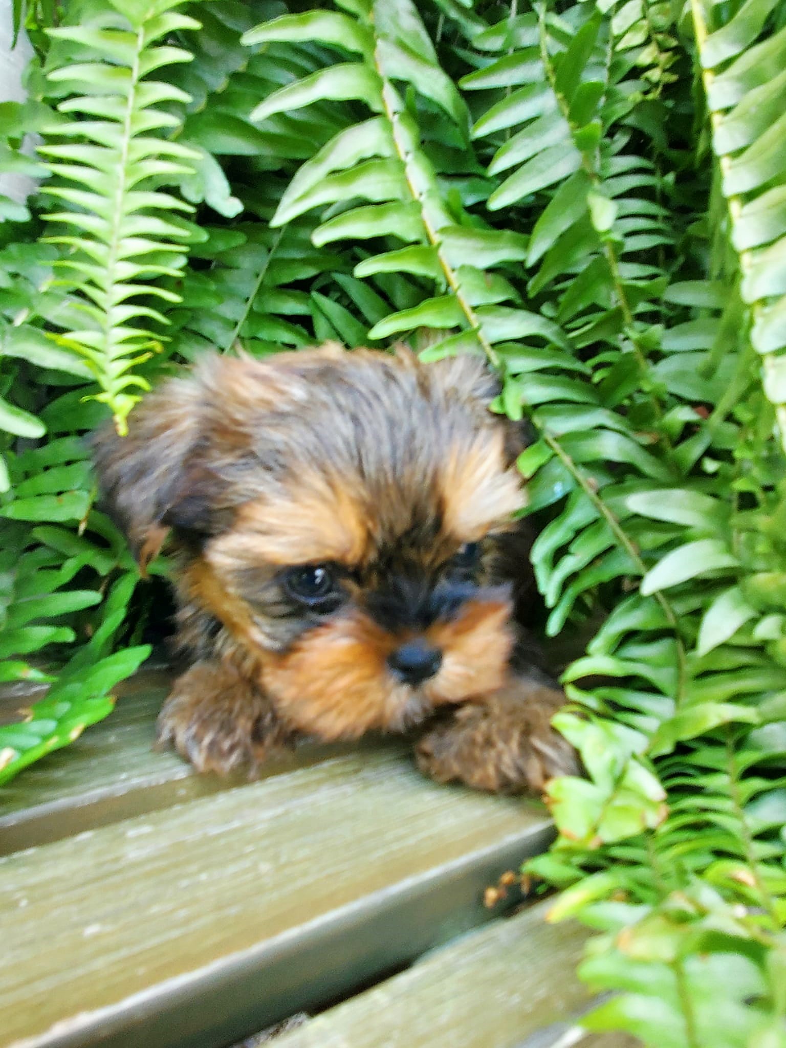 Angels Shorkies Puppies Nursery